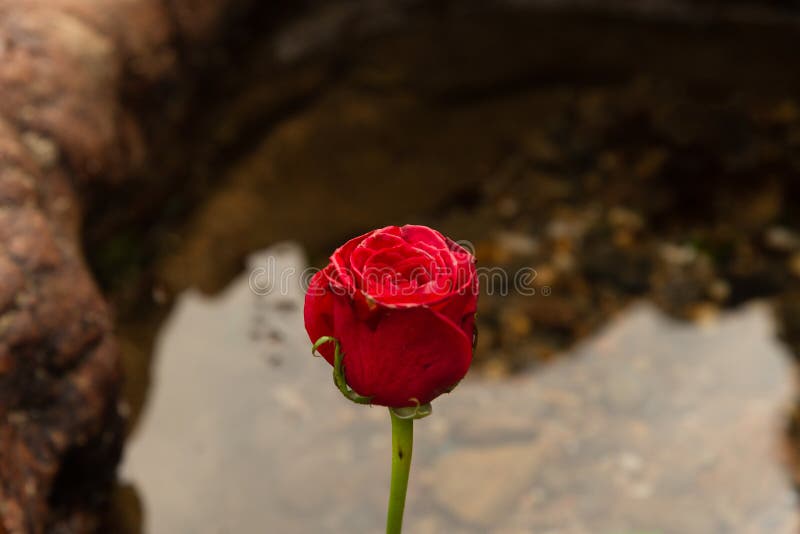 A Red Rose in the Beach Water. Romantic Scene Stock Photo - Image of ...