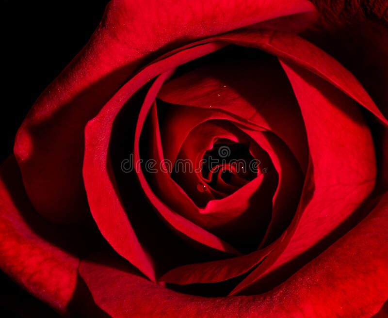 Red rose close up isolated stock image. Image of beautiful - 162171087
