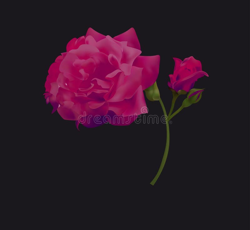 Closed Rose Bud Stock Illustrations – 239 Closed Rose Bud Stock ...