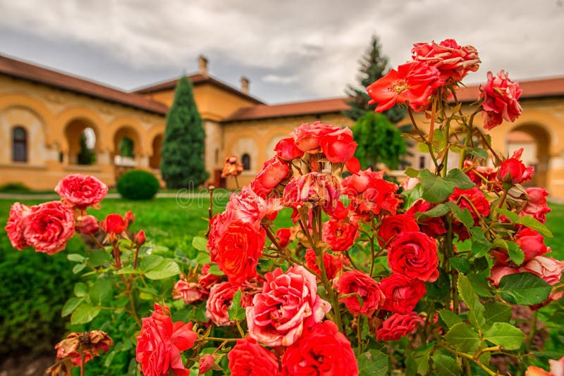 Red rose stock photo. Image of fresh, valentine, celebration - 74204232