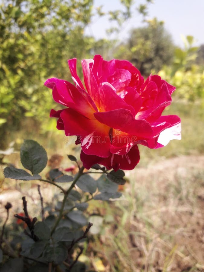 Red Rose Beautiful in Pakistan Stock Photo - Image of autumn, petal ...