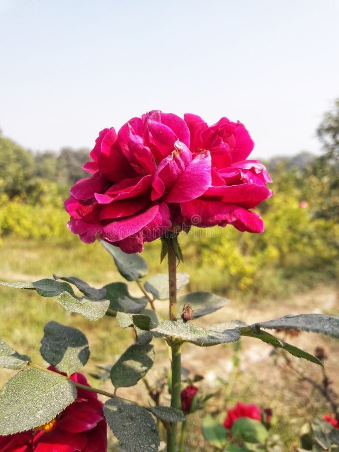 Red Rose Beautiful in Pakistan Stock Photo - Image of autumn, petal ...