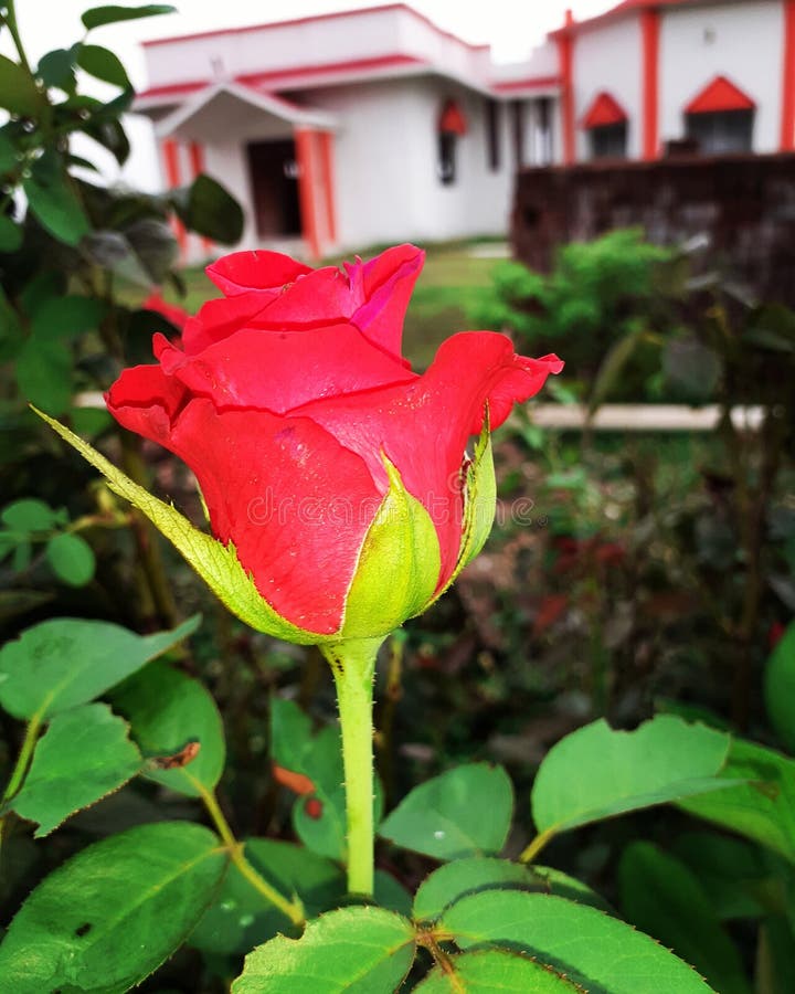 Red Rose for Beautiful People Stock Image - Image of rose, people ...