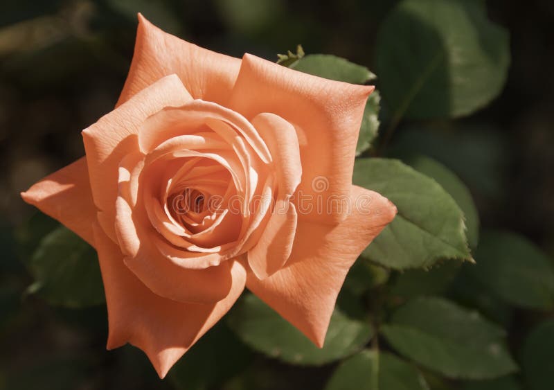 Red Rose stock photo. Image of beauty, green, bloom, nice - 46959486