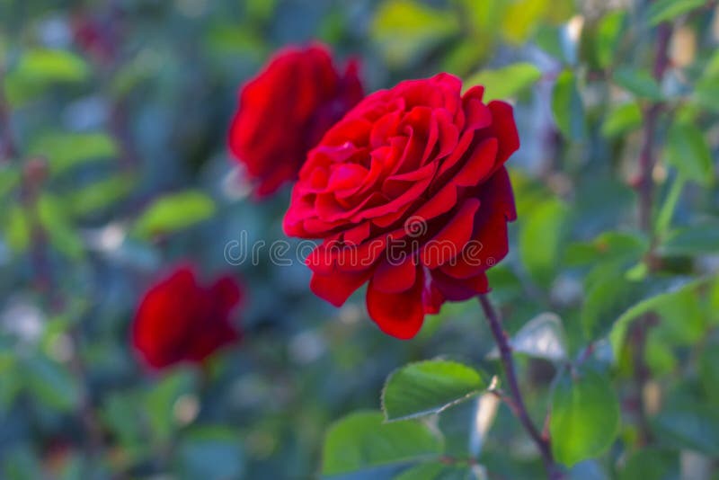 Red rose stock photo. Image of spring, garden, flowers - 122603690