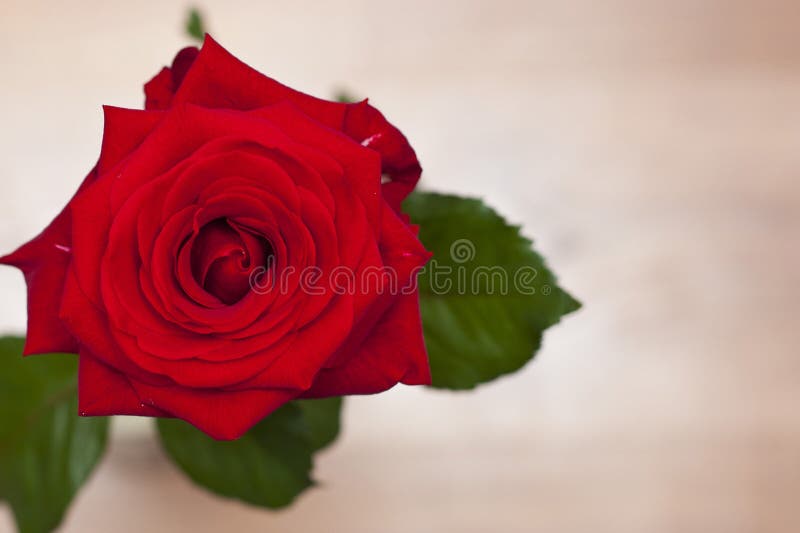 Red rose stock image. Image of romance, valentine, holiday - 64826713