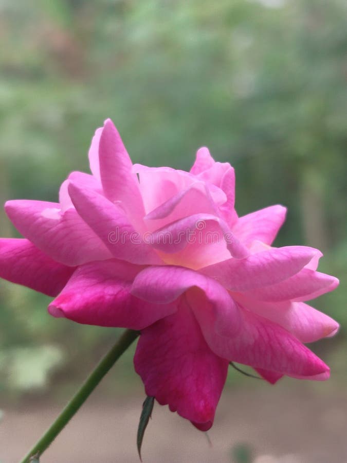 A Red Rose with a Beautiful Stem Supporting it Stock Photo - Image of ...