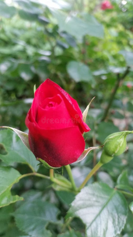 Red rose stock image. Image of rose, young, closed, nature - 54476065
