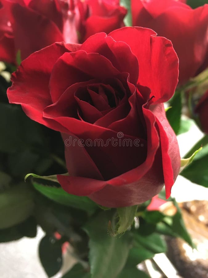 Red rose stock image. Image of rose, plant, beauty, celebration - 171149653