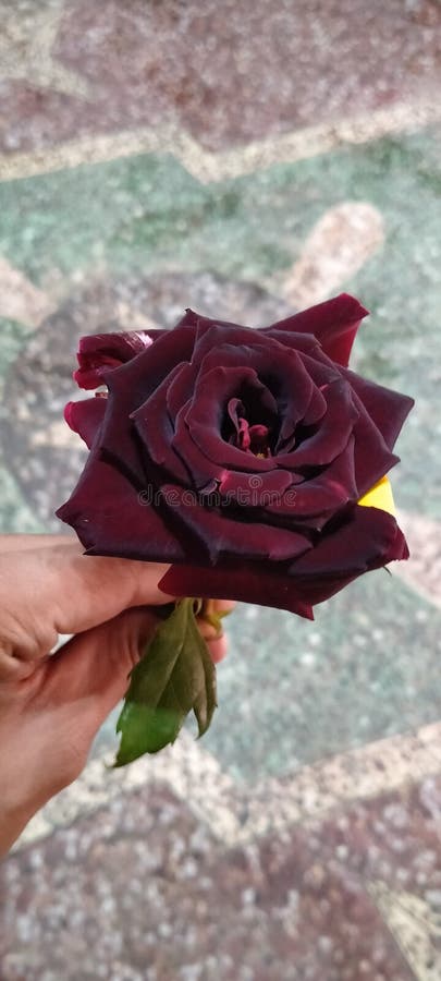 Red rose stock photo. Image of beauty, rose, yellow - 209967680