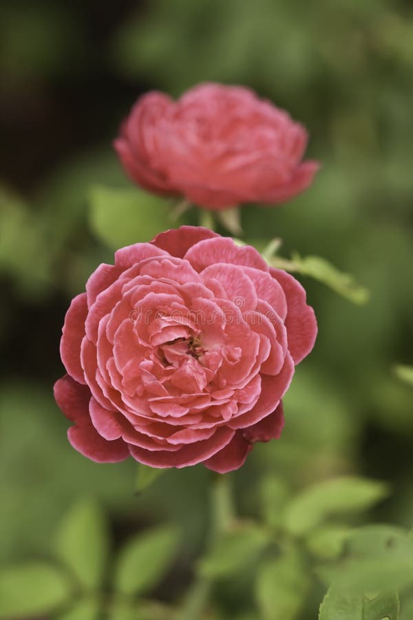 Red rose stock photo. Image of flower, blossom, scene - 34693266