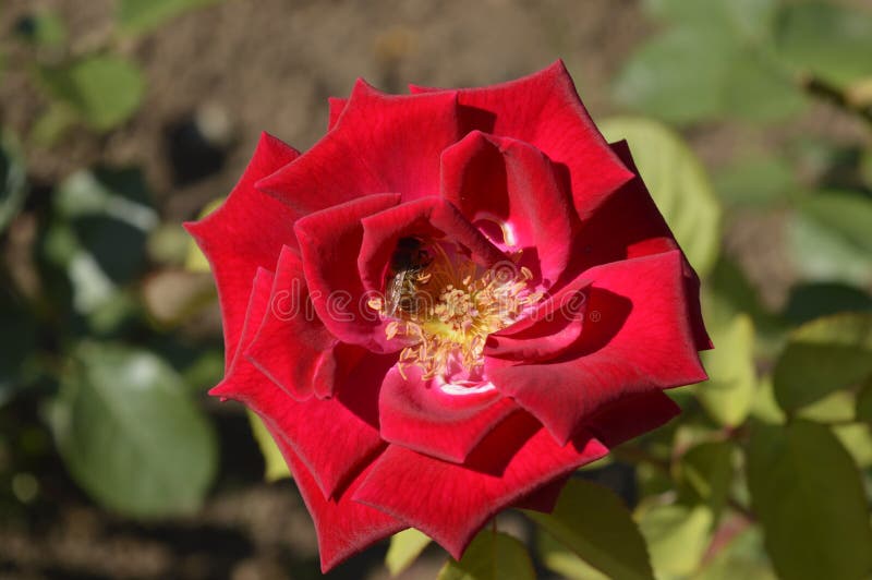 Red rose with bee. stock photo. Image of middle, petals - 94559626