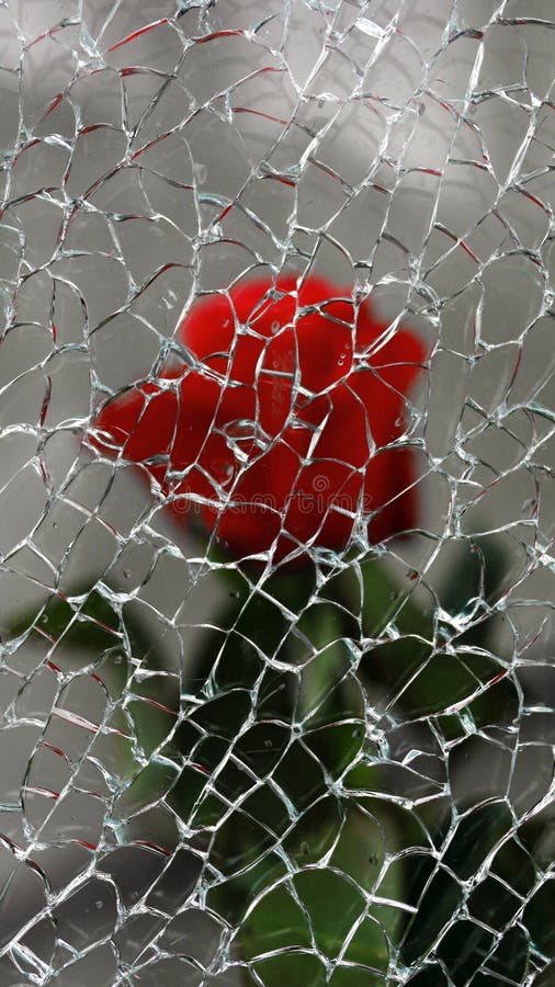 A Red Rose Behind Broken Glass Stock Image - Image of glassn, glass ...