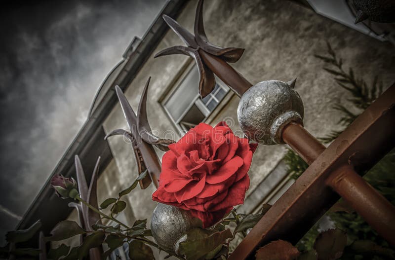 Red Rose stock image. Image of imprisoned, color, hidden - 98249077