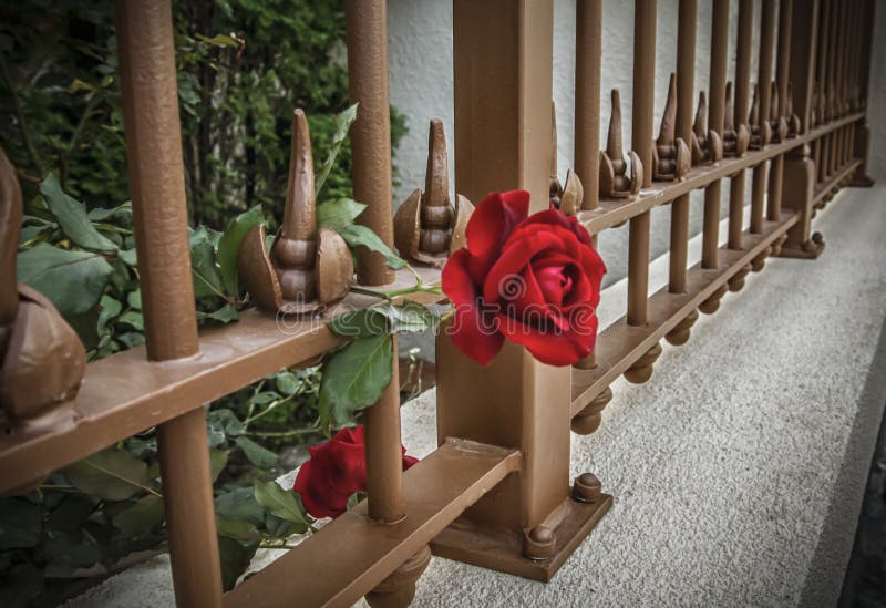 Rose in Prison stock photo. Image of beautiful, power - 96172398