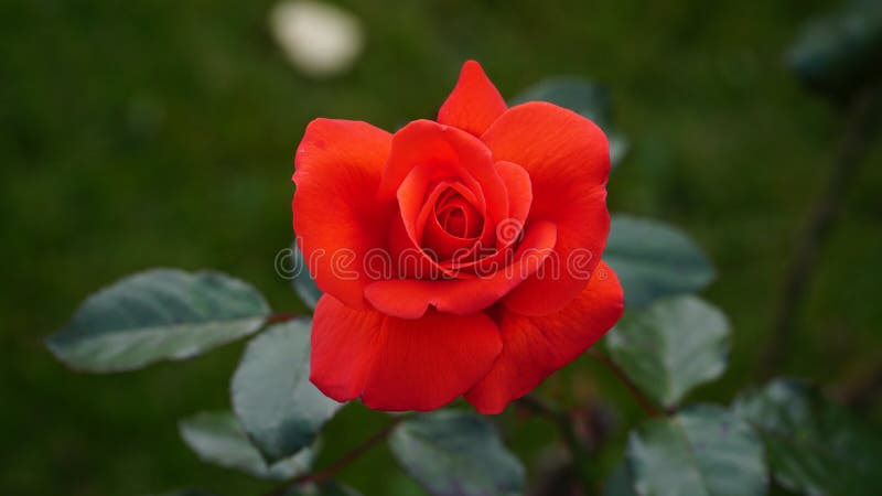 Red Rose Big and Magnificent. Mature Rose Closeup Stock Image - Image ...