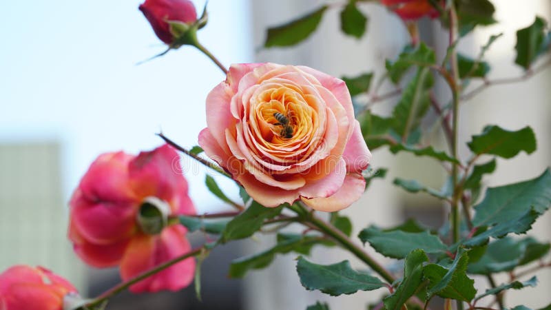 Red Rose Big and Magnificent. Mature Rose Closeup Stock Photo - Image ...