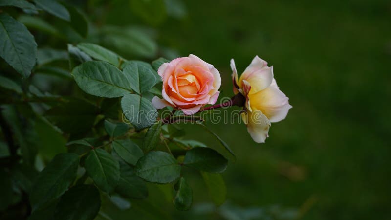 Red Rose Big and Magnificent. Mature Rose Closeup Stock Photo - Image ...