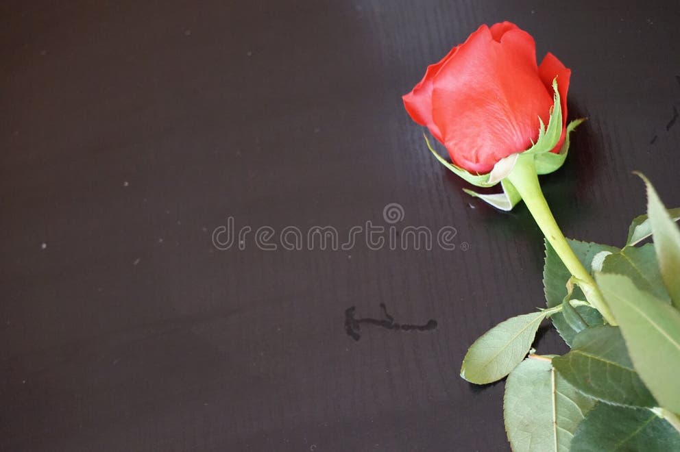 Red rose stock photo. Image of text, dreamstime, rose - 88268284