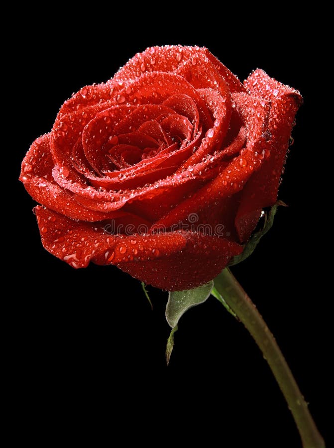 Red Rose on a Black Background Stock Photo - Image of fragile, rose ...