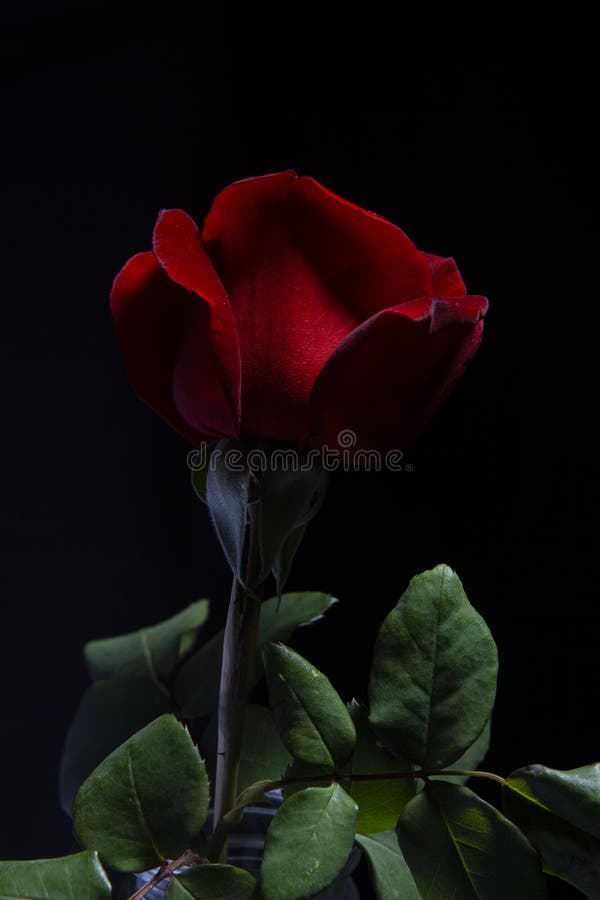 Low Key of a Red Rose on Black Background Stock Image - Image of ...
