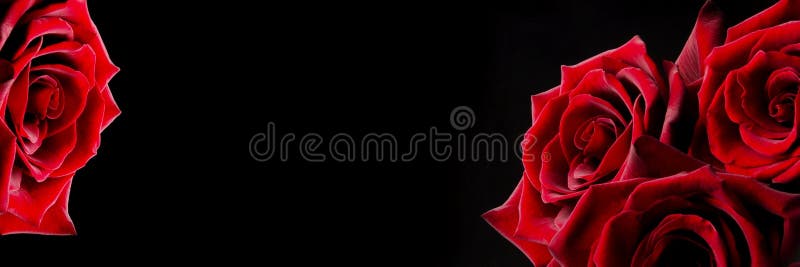 Red Rose on a Black Background, Banner Stock Image - Image of delicate ...