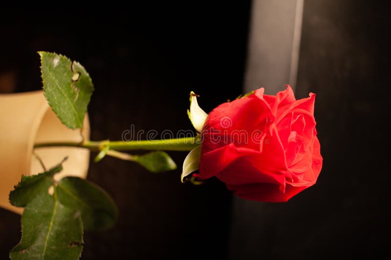 Red Rose on a Black Background Stock Photo - Image of leaf, yellow ...