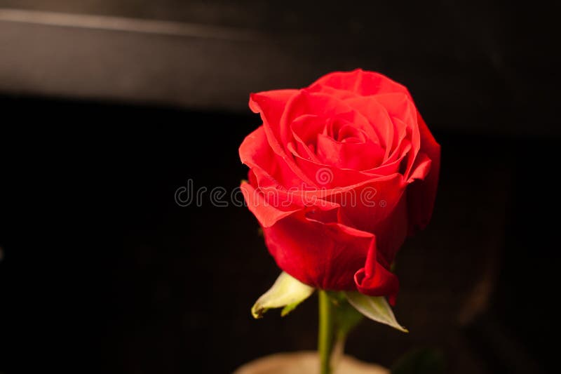 Red Rose on a Black Background Stock Image - Image of backgrou, yellow ...