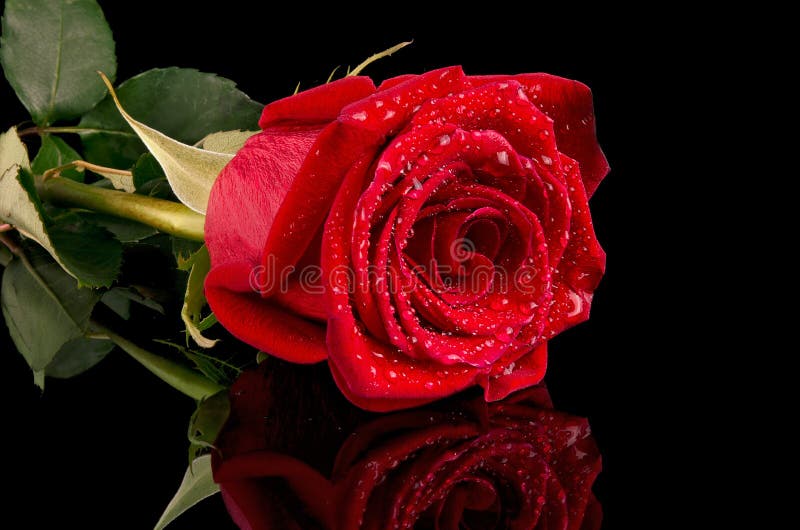 9,609 Red Rose Reflection Photos - Free & Royalty-Free Stock Photos ...