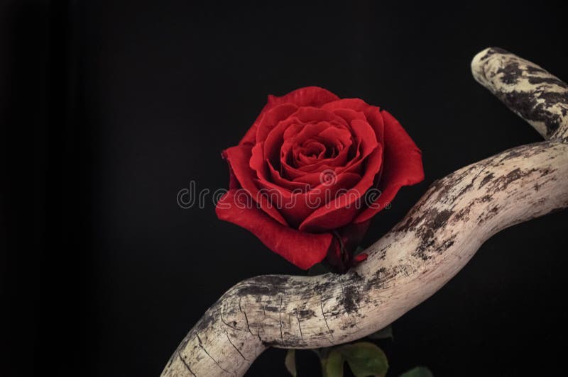 Red Rose on a Black Background . Stock Photo - Image of natural, birth ...