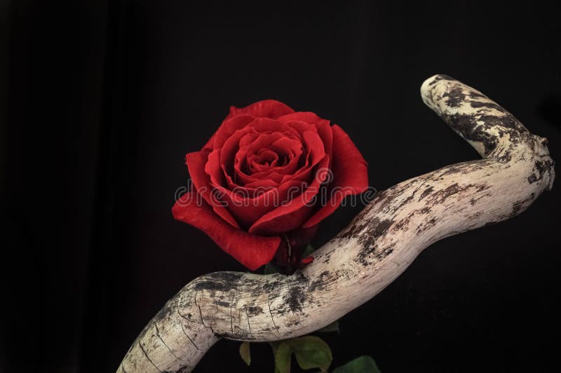 Red Rose on a Black Background . Stock Photo - Image of modern, detail ...