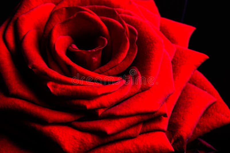 213 Black Rose Desktop Wallpaper Stock Photos - Free & Royalty-Free ...