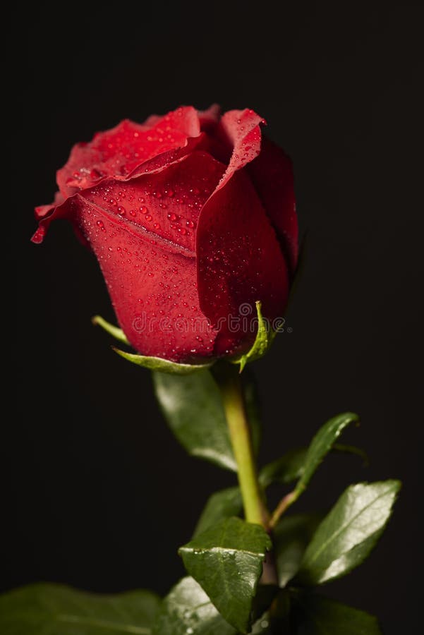 Rose Singular Stock Photos - Free & Royalty-Free Stock Photos from ...