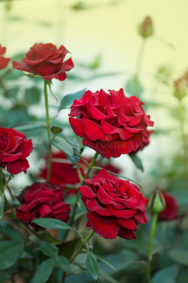 Red Rose Black Magic Blooming in Roses Garden Stock Image - Image of ...