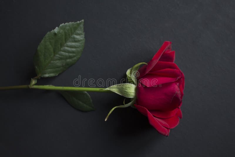 Red Rose on Black Paper Background Stock Photo - Image of black, plant ...