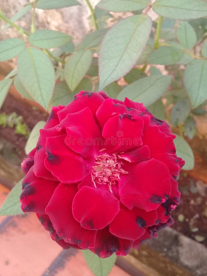 Red Rose with black spots stock image. Image of black - 214203883