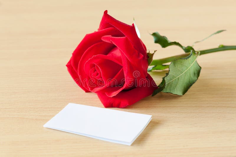 Red Rose with Blank Card stock photo. Image of copy, bunch - 37223474