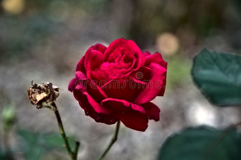 Red Rose in Bloom on Its Stem Stock Photo - Image of anniversary ...
