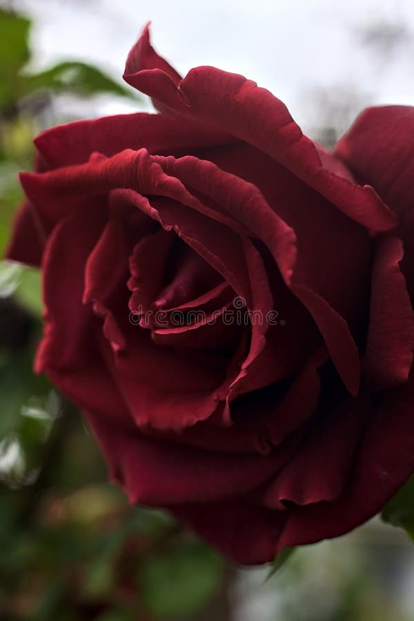 Red Rose in Bloom Seen Up Close Stock Image - Image of card, concept ...