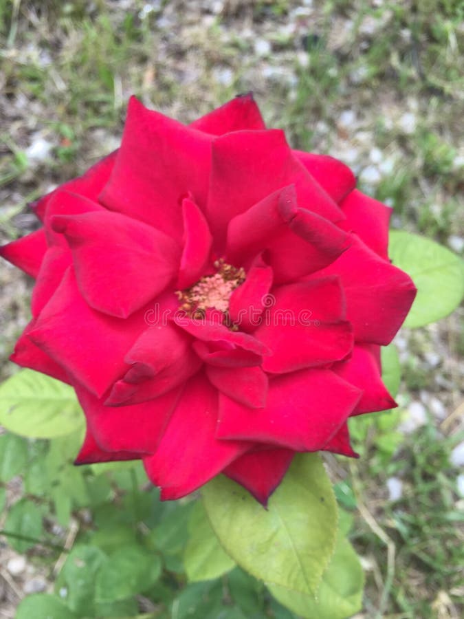 Red rose bloom stock image. Image of spring, bloom, rose - 55874433