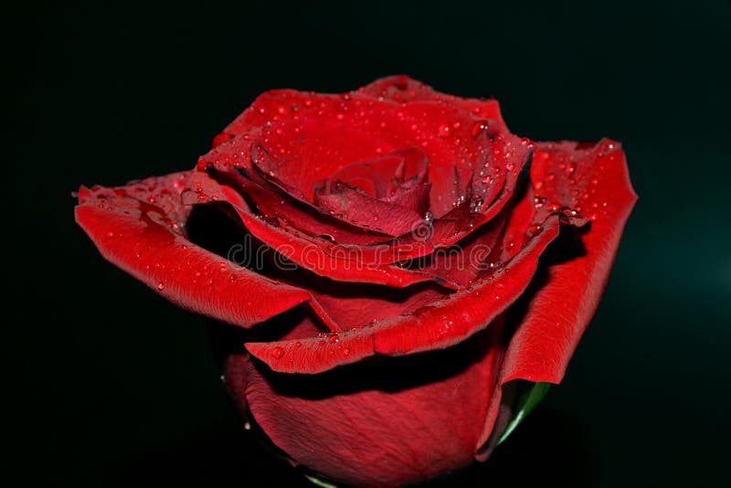 Red Rose Bloom with Water Drops Against Black Background Stock Image ...