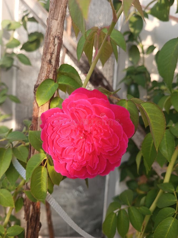Red Rose Bloomed Perfectly Very Beautiful Stock Photo - Image of rose ...