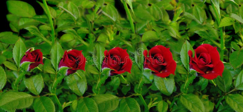 Red Rose Blooming stock image. Image of growing, floral - 10753201