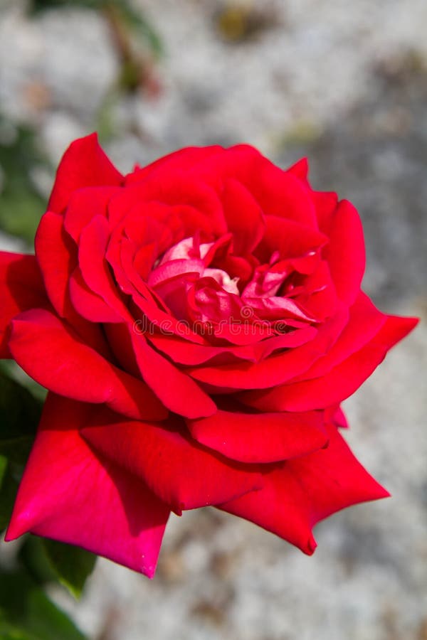 Red rose blooming stock photo. Image of blossom, blooming - 152339594