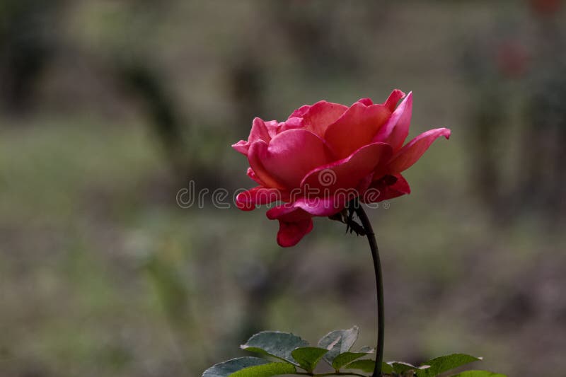 Red Rose Blooming in Garden. Flower Wallpaper Stock Image - Image of ...