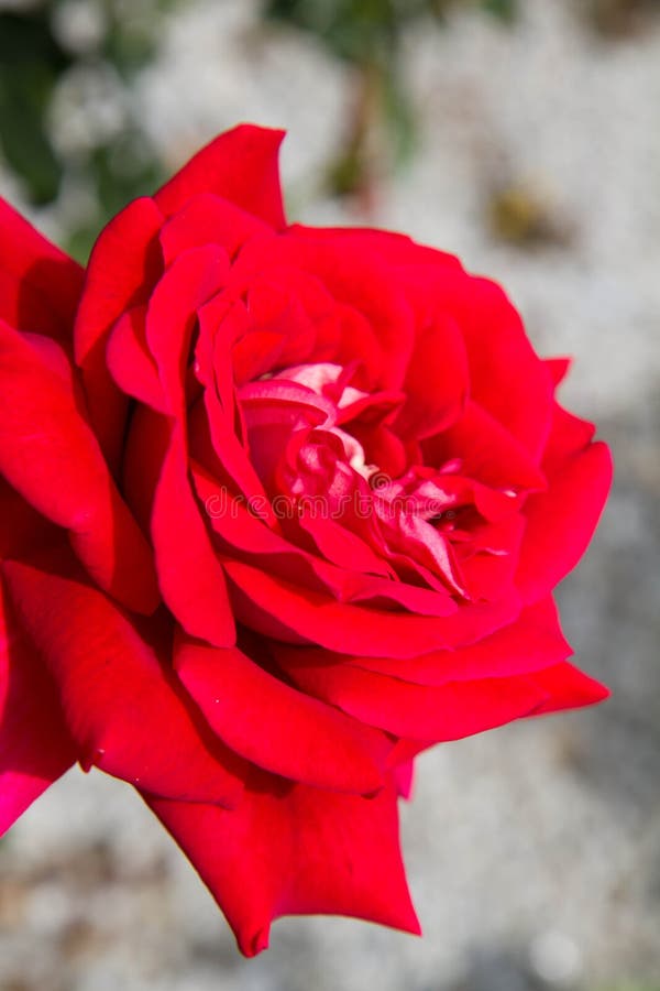 Red rose blooming stock image. Image of green, orange - 152339595