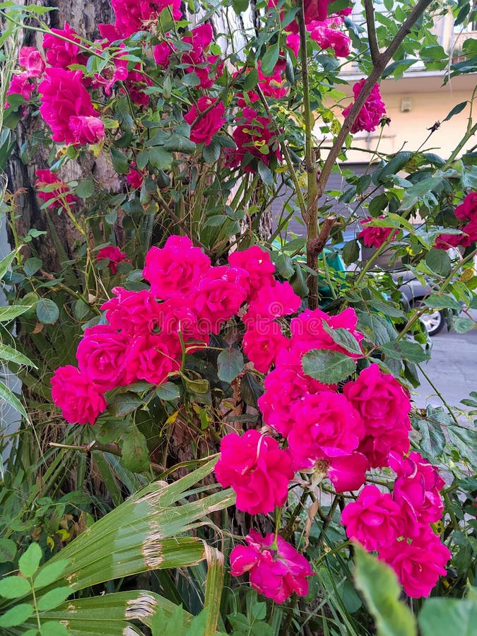 Red Rose Blooming in Summer Garden. Red Roses Growing Outdoors Stock ...