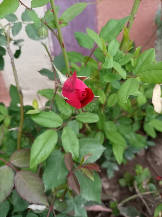 Red rose blooms stock photo. Image of wildflower, plant - 181718872