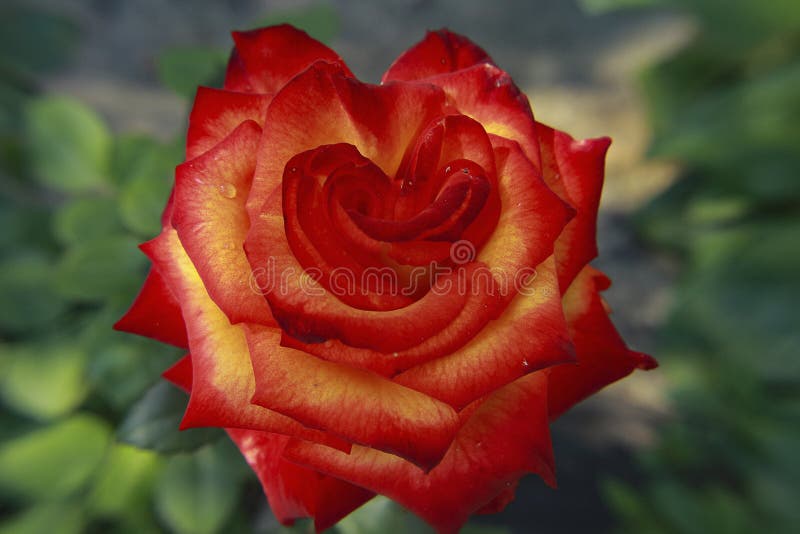 Red Rose Blooms in Summer, Top View, Close-up Stock Image - Image of ...