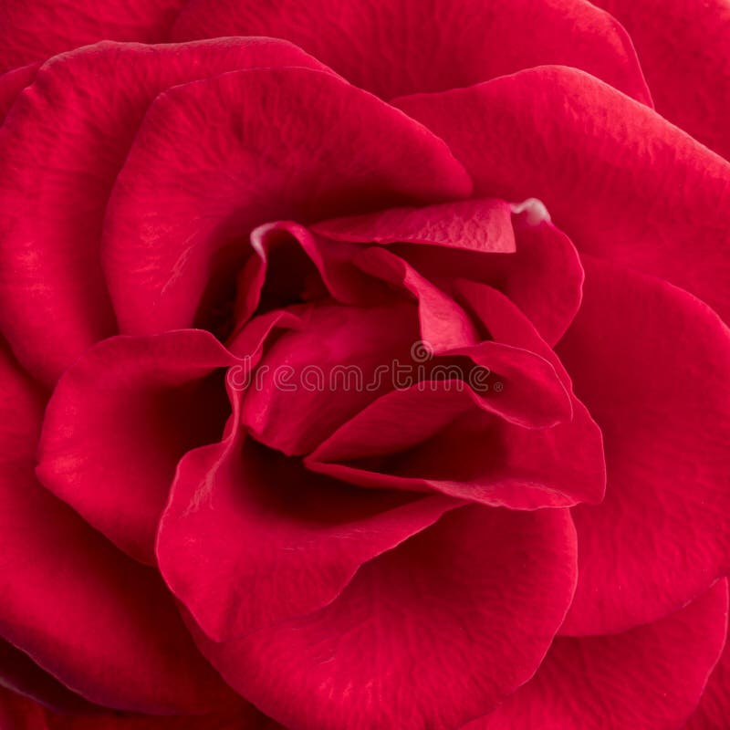 Red rose blossom closeup stock image. Image of petals - 174060261